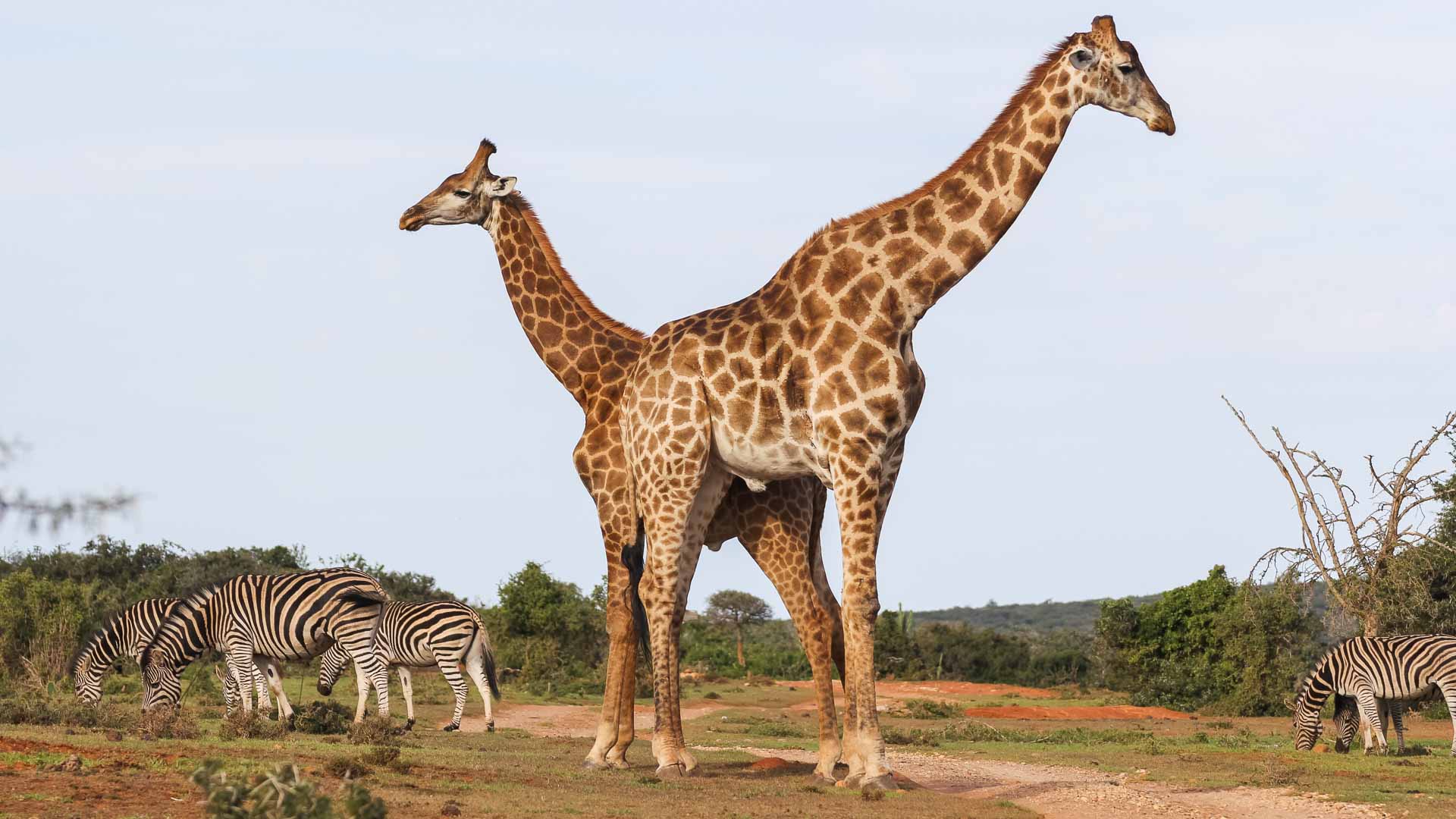 Kruger sleep out in the bush – Campfire Stories